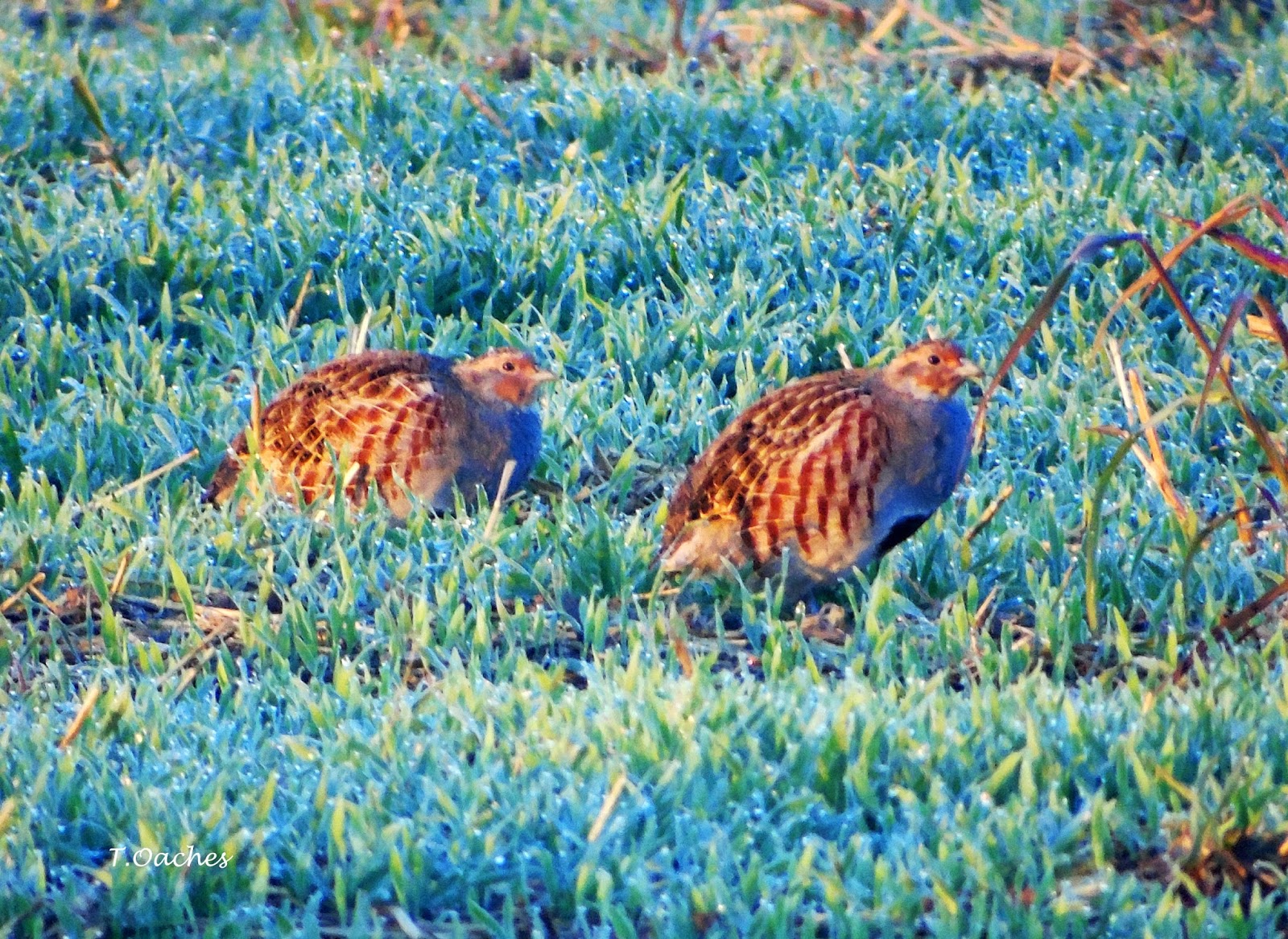 PASARI DIN ROMANIA: POTARNICHEA, Perdix perdix