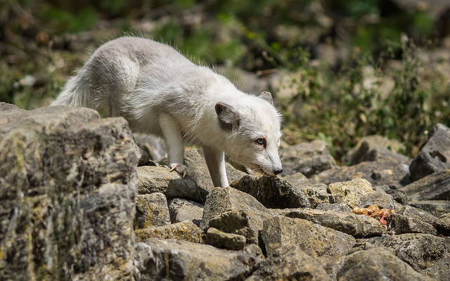 NeuroDojo: Rabid Alaskan foxes