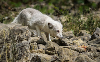 NeuroDojo: January 2016