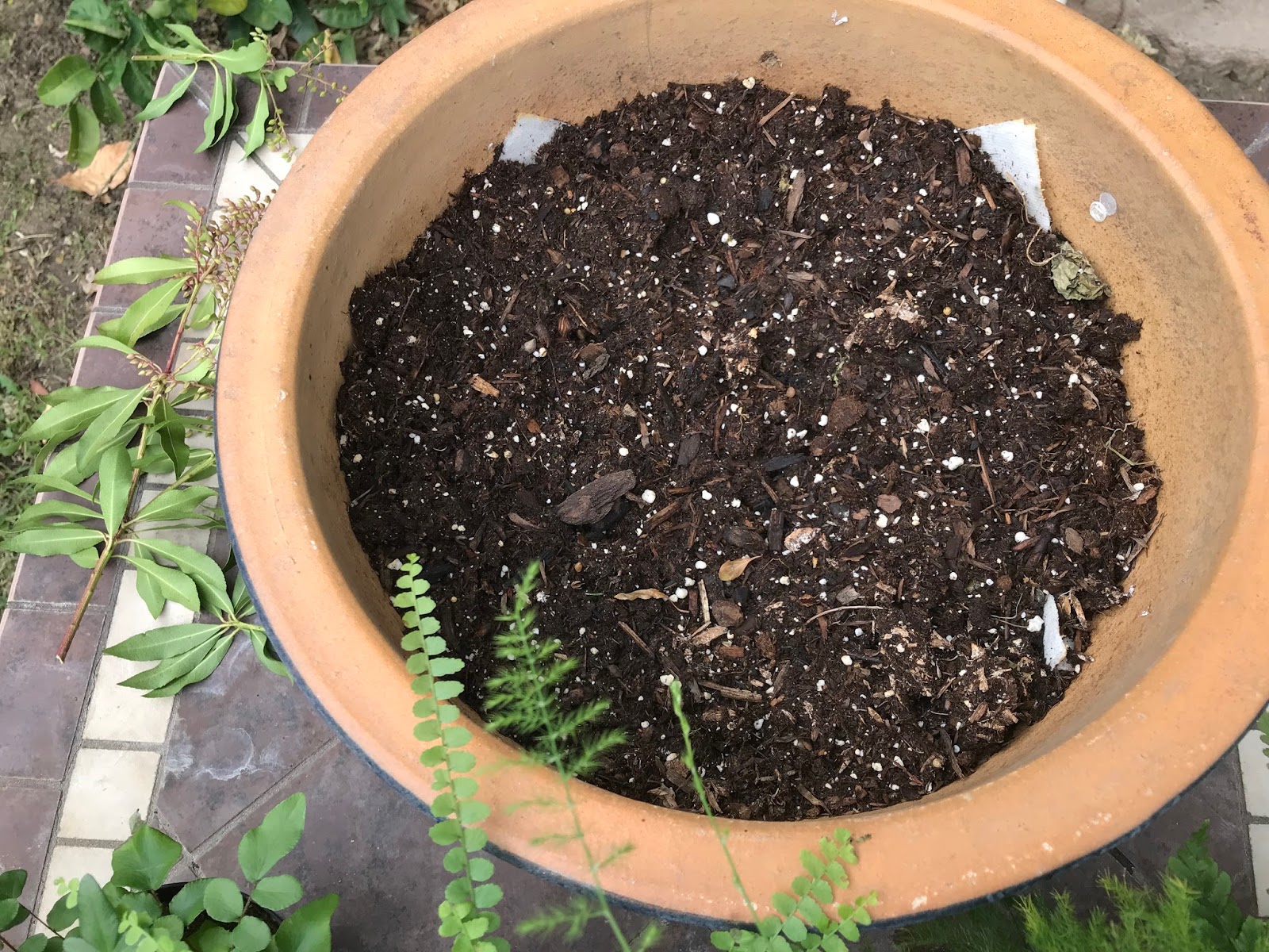 Grandma's Enchanted Fairy Garden: Fairy Garden Class - Fern Fit For Fairies