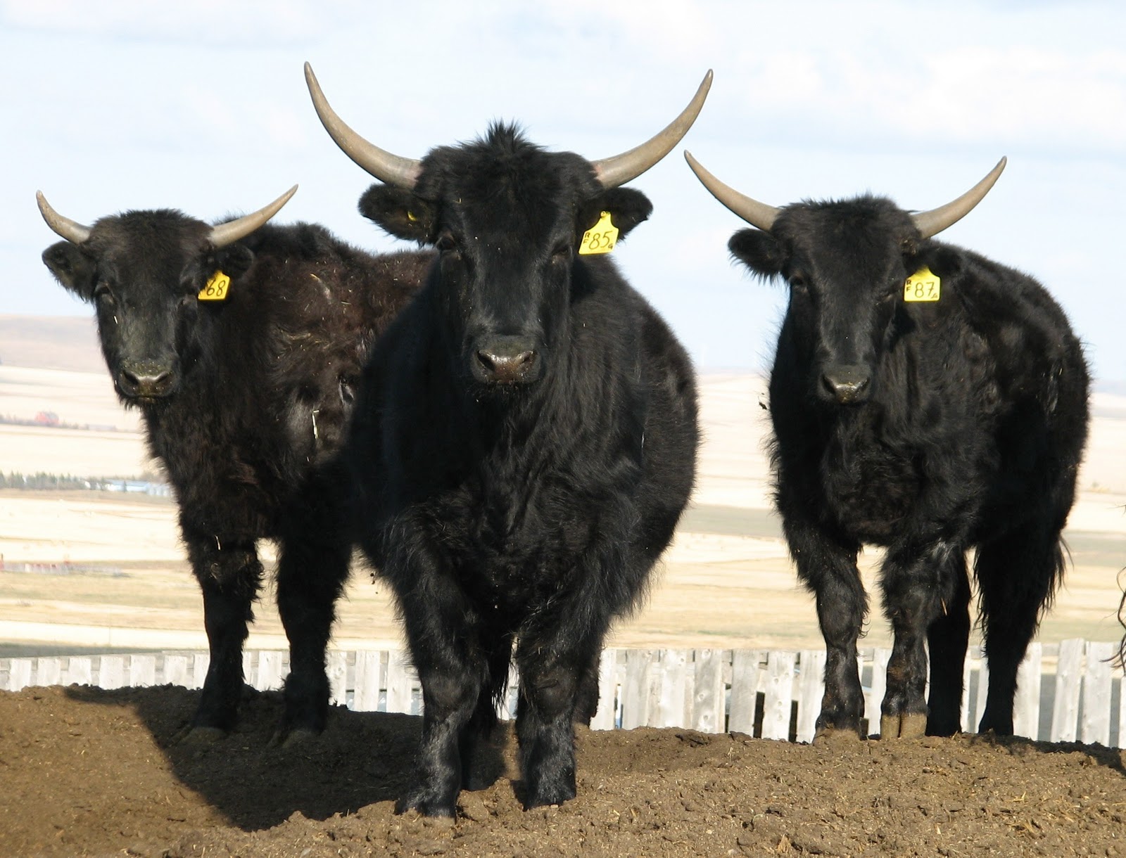 Springridge Ranch Grass-Fed Yak-Cross Beef: Yak Photos