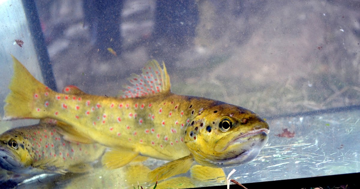 Athens Nature Journal: Winter Trout: The Leopard of our Streams