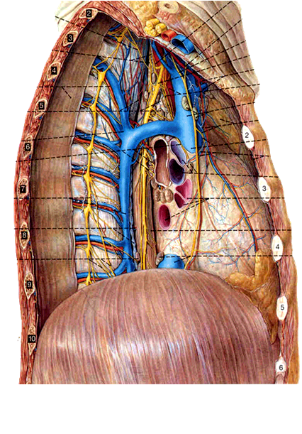 Docs Network: Regional anatomy of thorax
