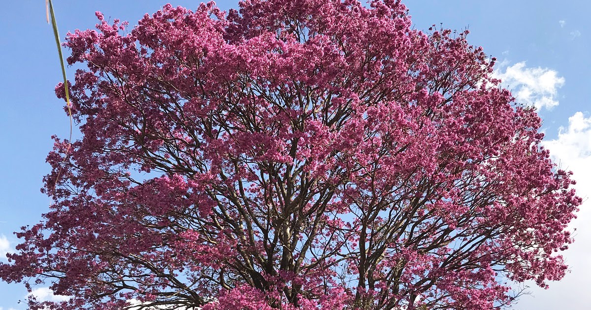 Viveiro Ciprest - Plantas Nativas e Exóticas: Ipê Roxo da Mata ...