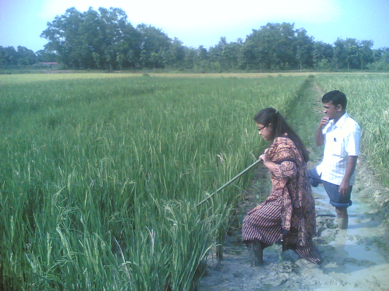 Farming Implements: Japanese Rice Weeder