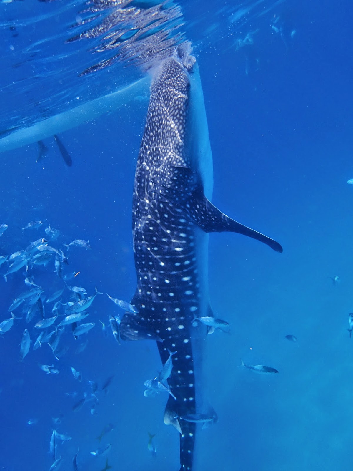 Filipiny Raj Na Ziemi: Whale Sharks - Rekiny Wielorybie