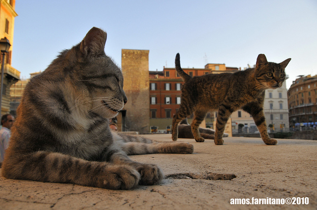 anniebikes: Italy - Stray Cats and the Mediterranean