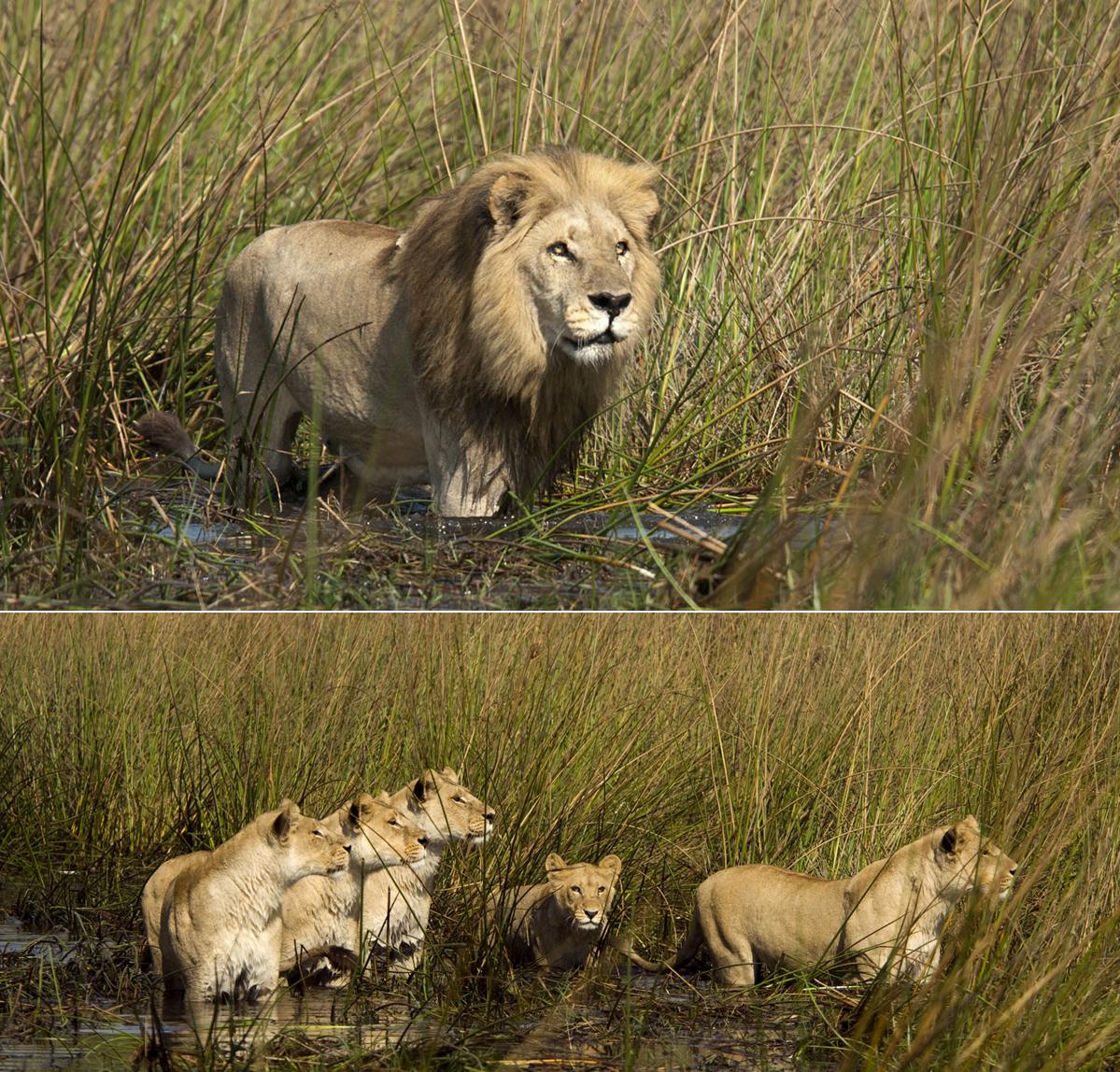Tipos de leones - Imagui