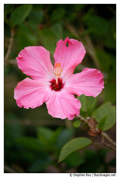 My Trip Around the World: Peru: Amazon Rainforest