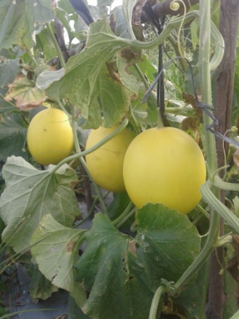 Toko Pertanian Terdekat | Lmga Agro: MELON KUNING TAK KALAH MANIS DAN ...