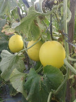 Toko Pertanian Terdekat | Lmga Agro: MELON KUNING TAK KALAH MANIS DAN ...