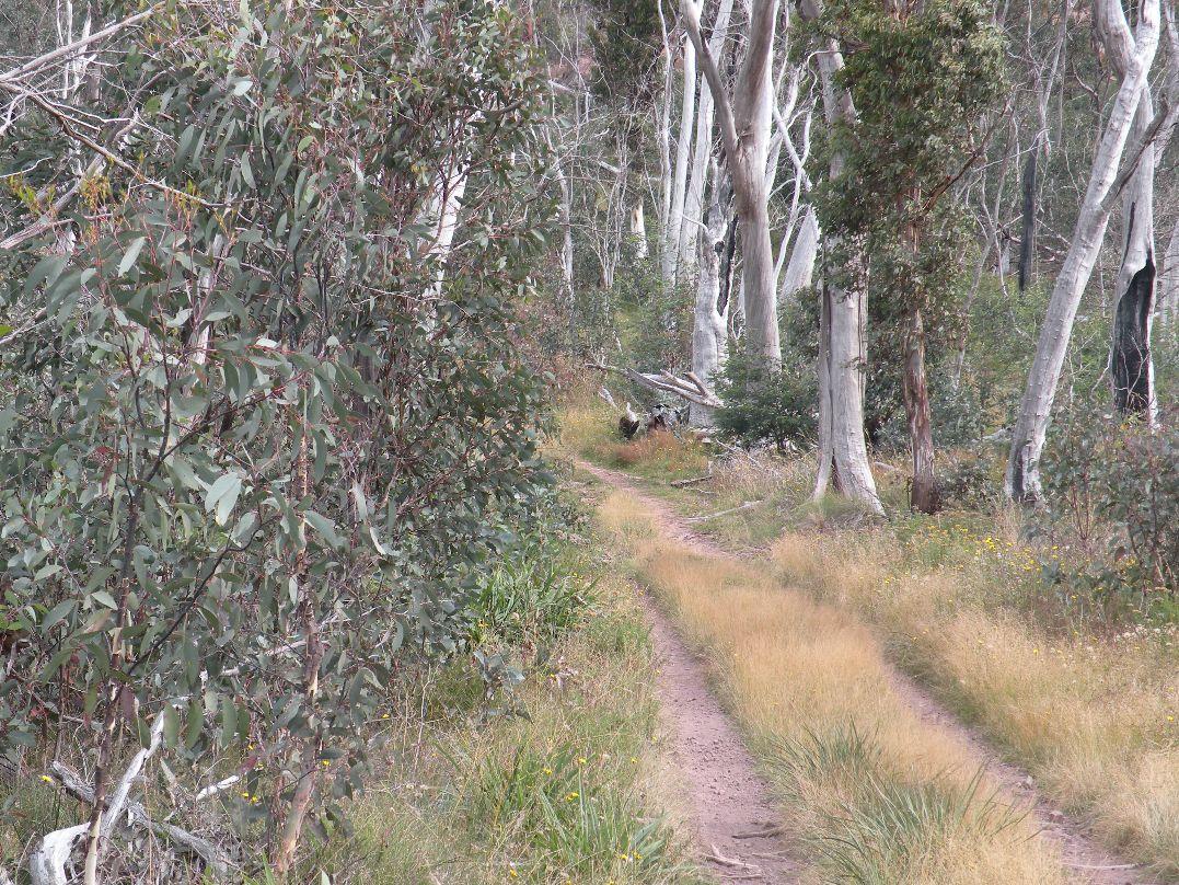 Trails and Tracks: Trip Report: Mt Clear Traverse