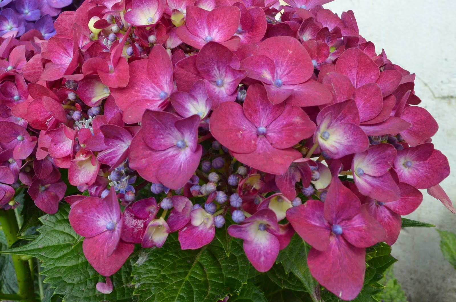 35 Most Beautiful Flowers in Baguio City