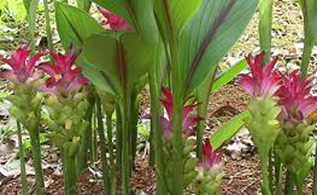 Berbagai Manfaat Temu Putih Bagi Kesehatan - Garda Remaja