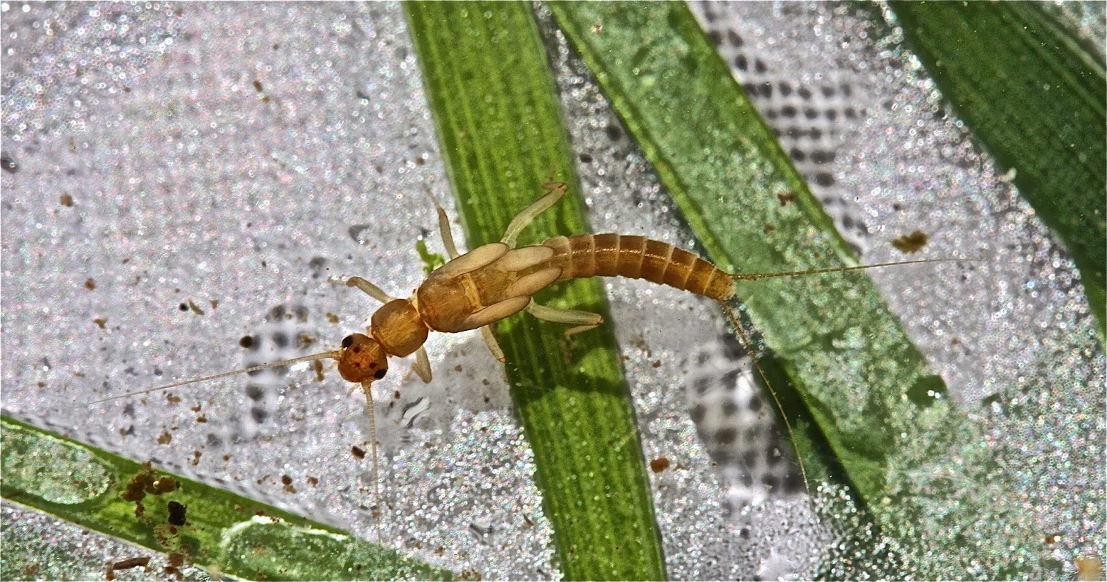 Aquatic Insects of Central Virginia: Rolled-winged stoneflies ...