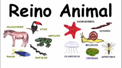 Reino animal clasificacion: PARA EVALUAR