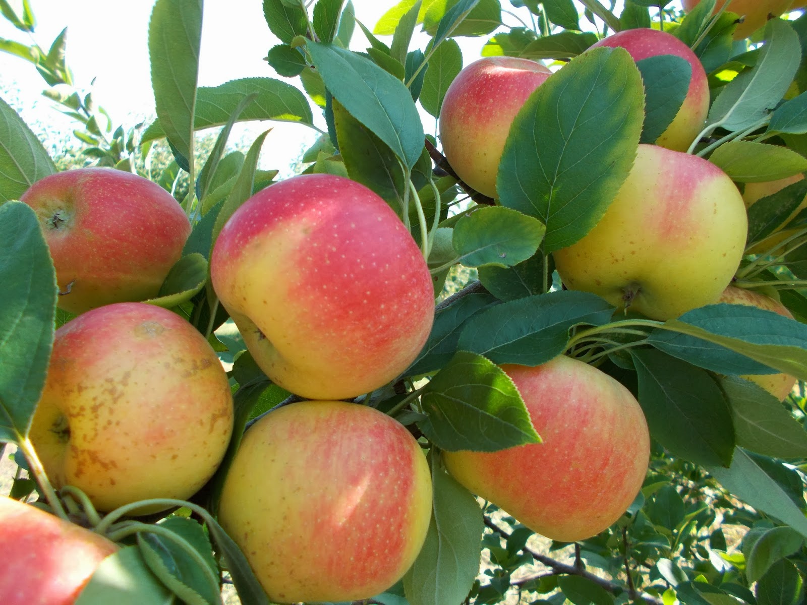 Brenda's Berries & Orchards: European Pears, Asian Pears & 'Jonafree ...