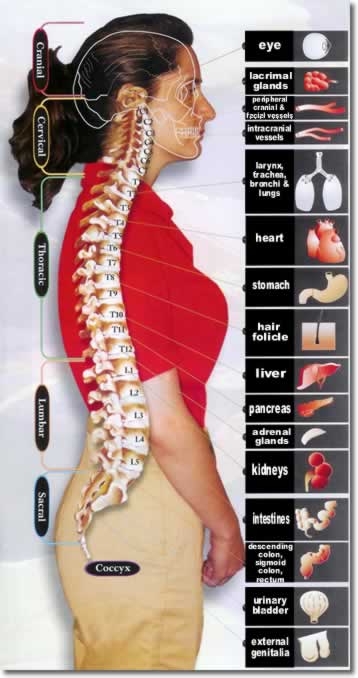 The back/الظهر /背面(Bèimiàn) | Step by step into english in English