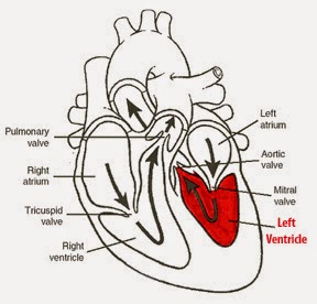 Cardiovascular System
