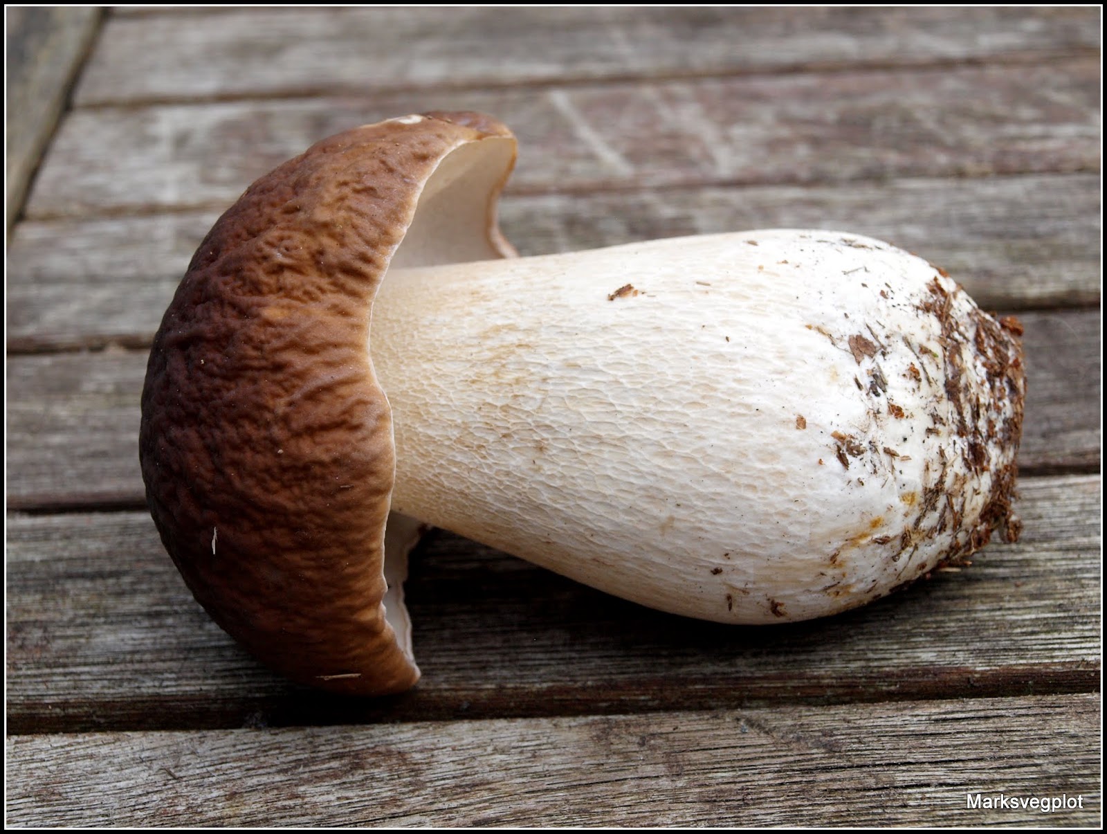 Mark's Veg Plot: Boletus Edulis - the Cep