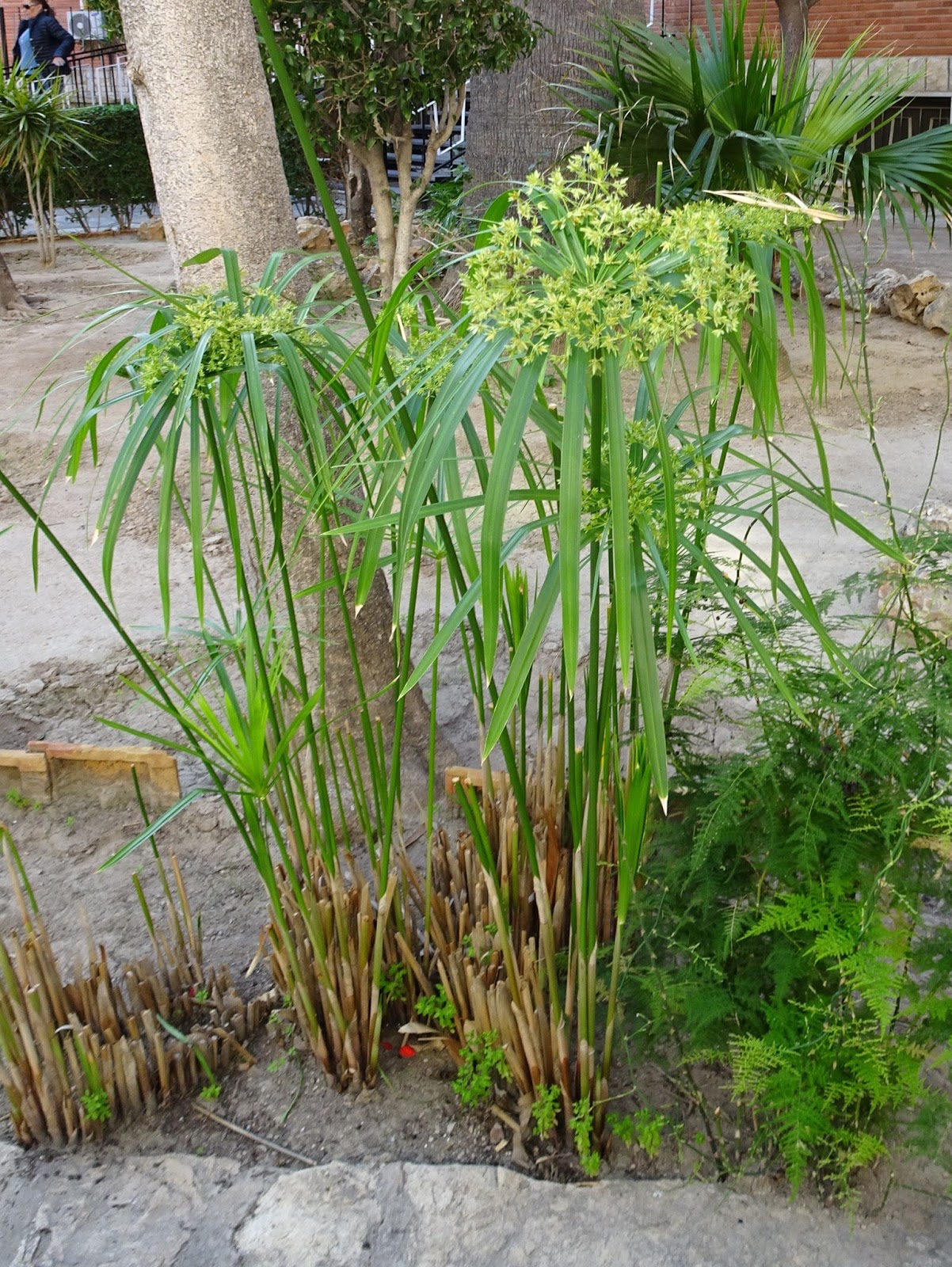 HERBARIO VIRTUAL DE BANYERES DE MARIOLA Y ALICANTE: Cyperus ...