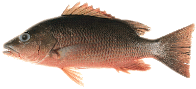 Fish Index: Gray Snapper (Lutjanus griseus)
