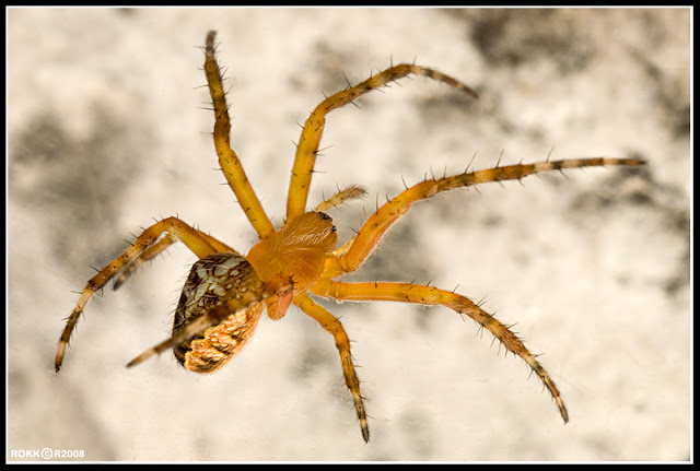 MACROEXPERIENCE: RAGNI