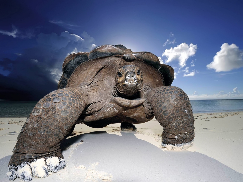 Huge Beach Turtle Hd Wallpapers huge-beach-turtle-hd-wallpapers