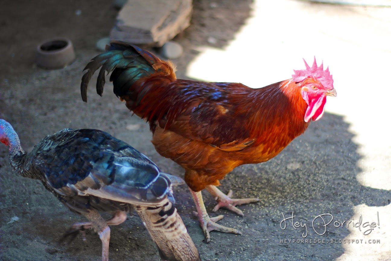 Hey Porridge!: Love Alfie: The Life of a Happy Picker