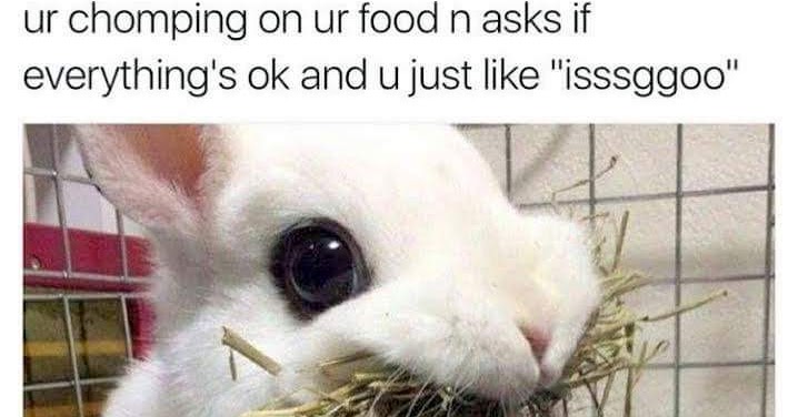 Rabbit Ramblings: Funny Bunny Monday Meme*day