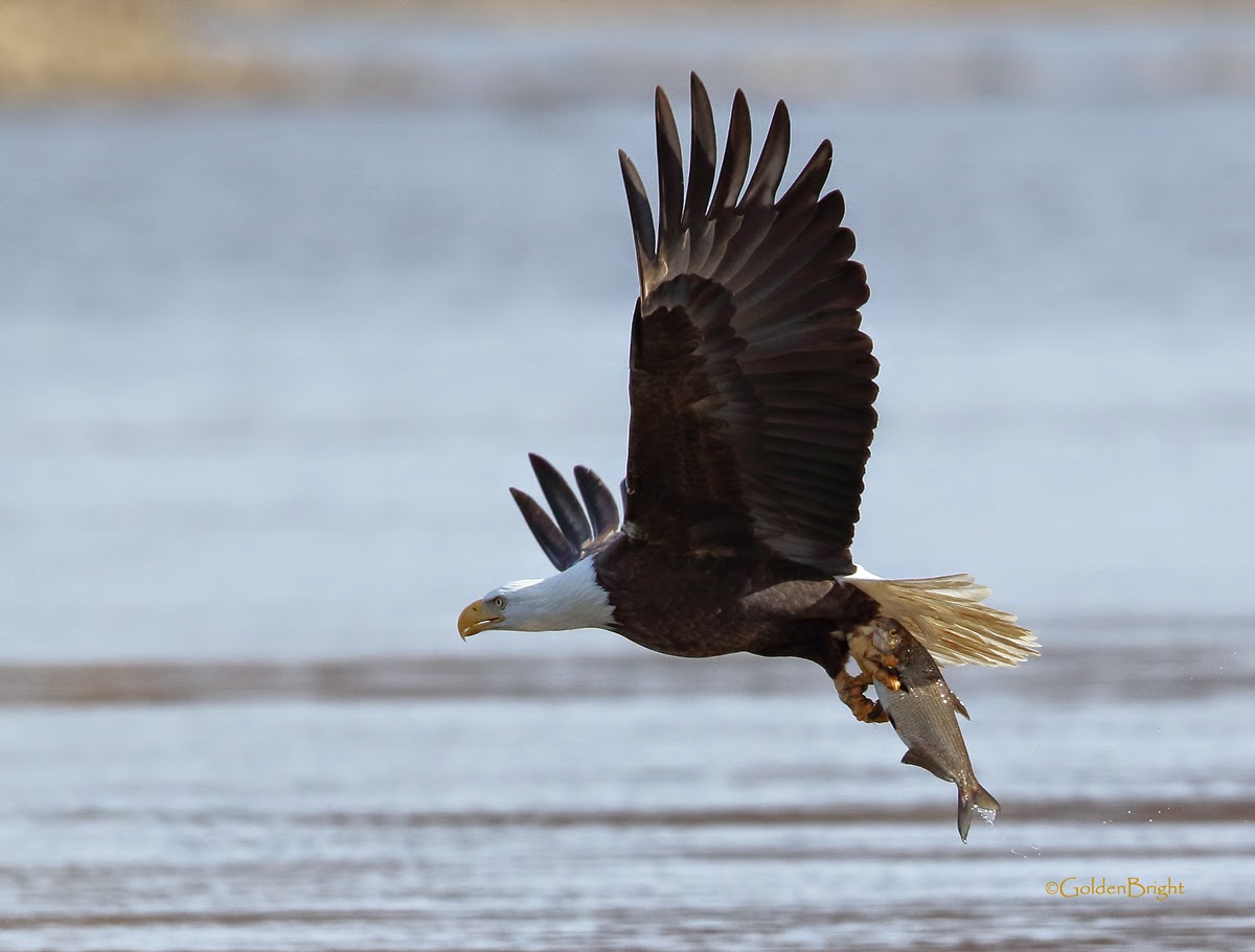 See What I See: Bold Eagle --- Conowingo Dam, MD