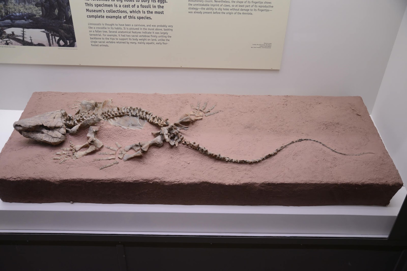 Mundo Pré-Histórico: Limnoscelis - os pés do pântano