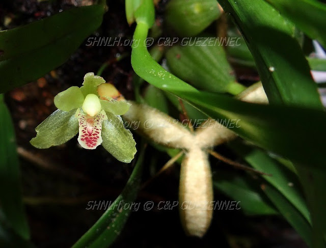 Flora de Puerto Rico Ilustrada Papo Vives: ORCHIDACEAE MORMOLYCA PUDICA ...