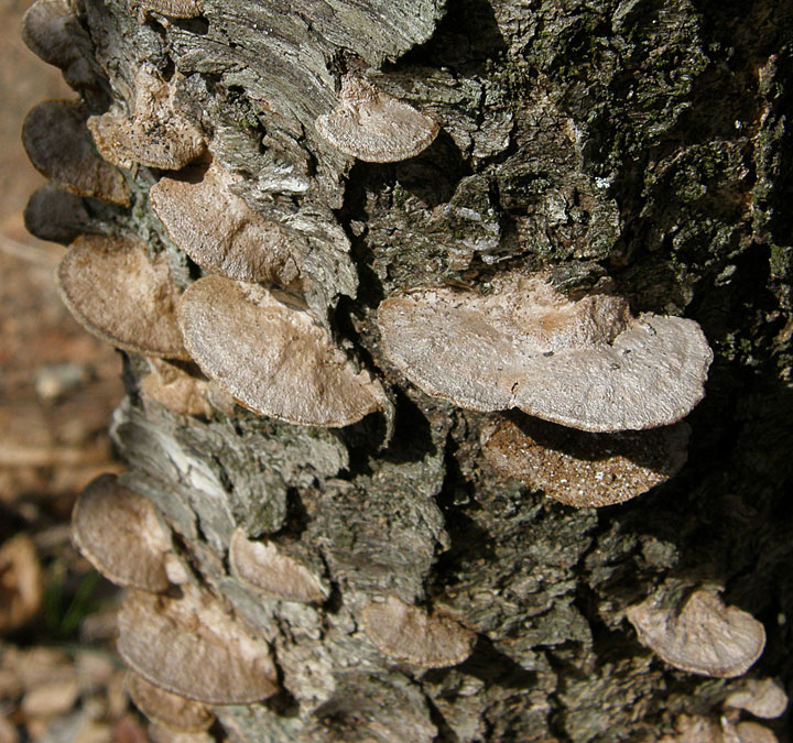 Anybody Seen My Focus?: Fuscoporia gilva (Mustard Yellow Polypore)