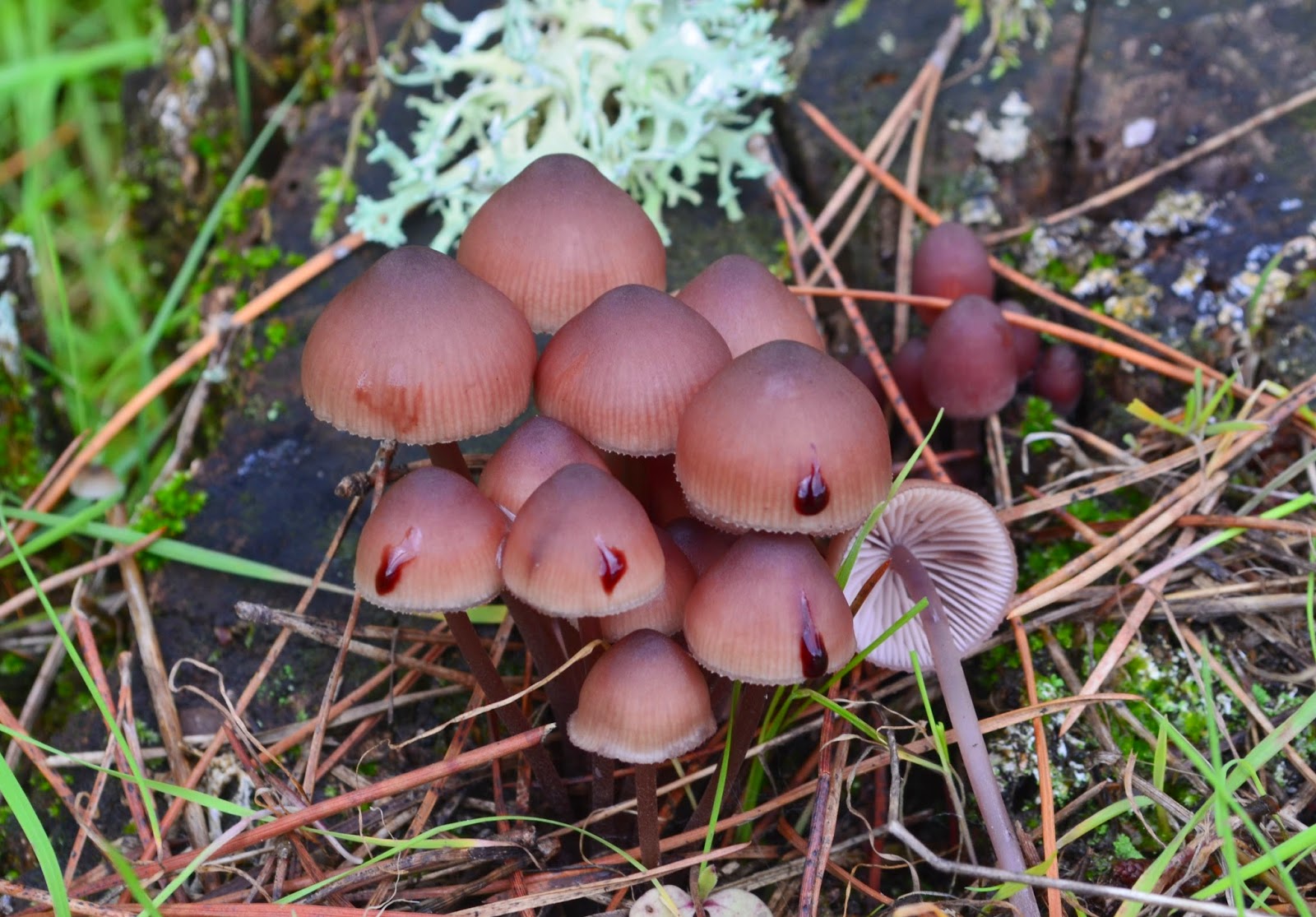 Setas Extremadura : Mycena Haematopus.