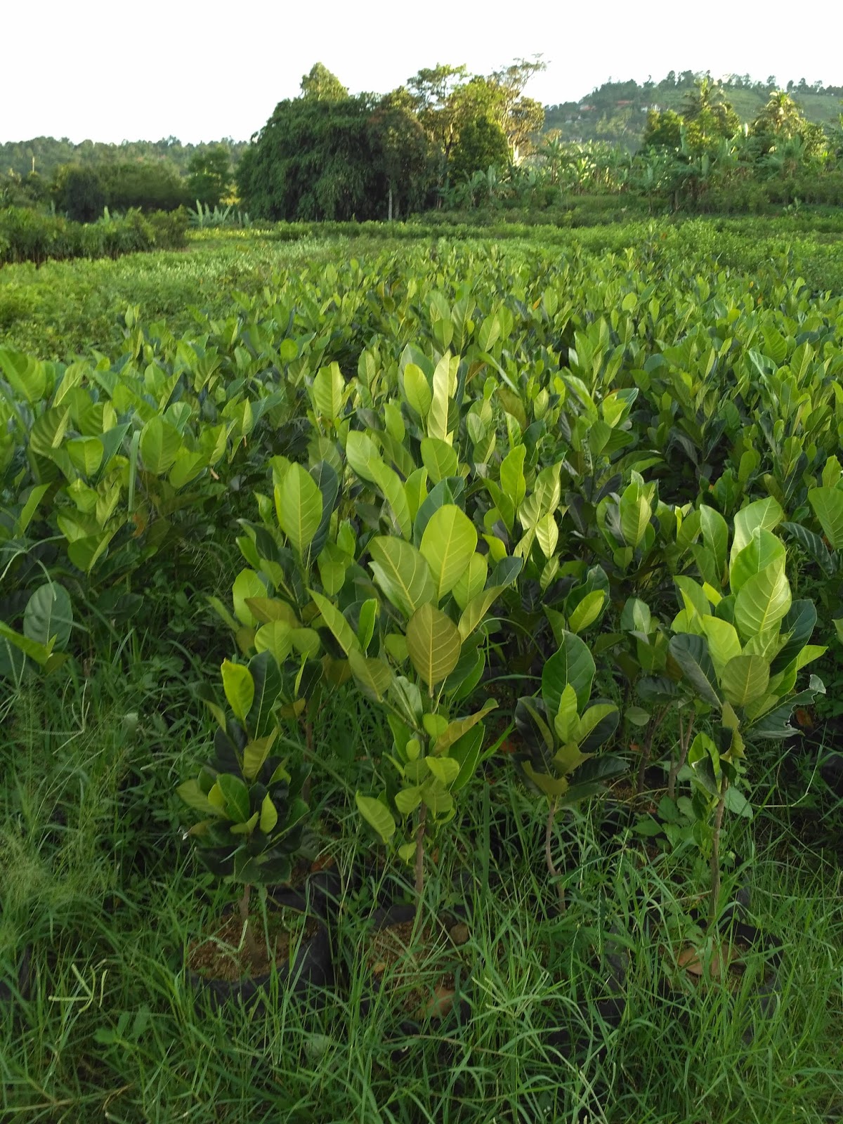 JUAL POHON NANGKA MINIToko tanaman hias houseplants shop toko tanaman ...