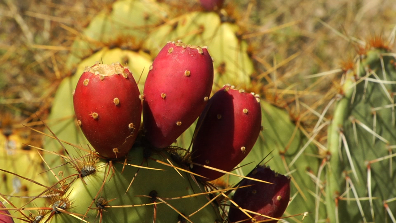 HEALTHY JUICES by bestdesertcactusjuice.com