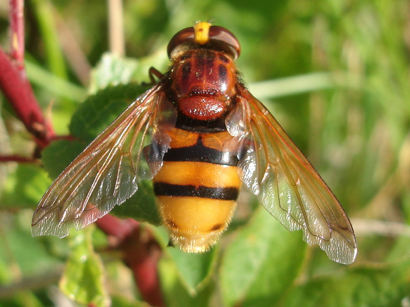 MERSEA WILDLIFE: MEETING LANE MIGRANTS