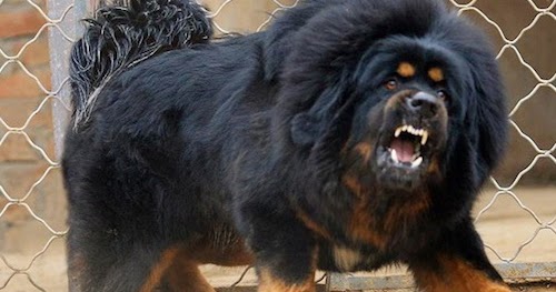 The Sheep Whisperer: World's "Fiercest" Guard Dog!