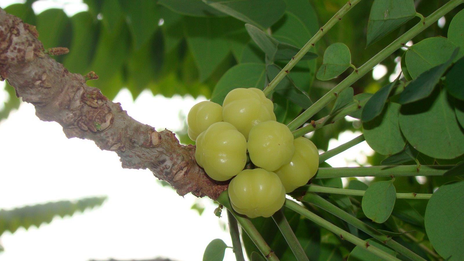 cermai | Belimbing Wuluh