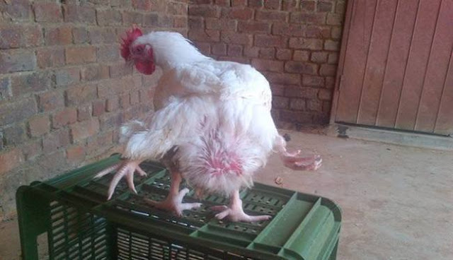 Police Shut Down KFC After Raid Finds Cloned/Mutated Chickens on Farm