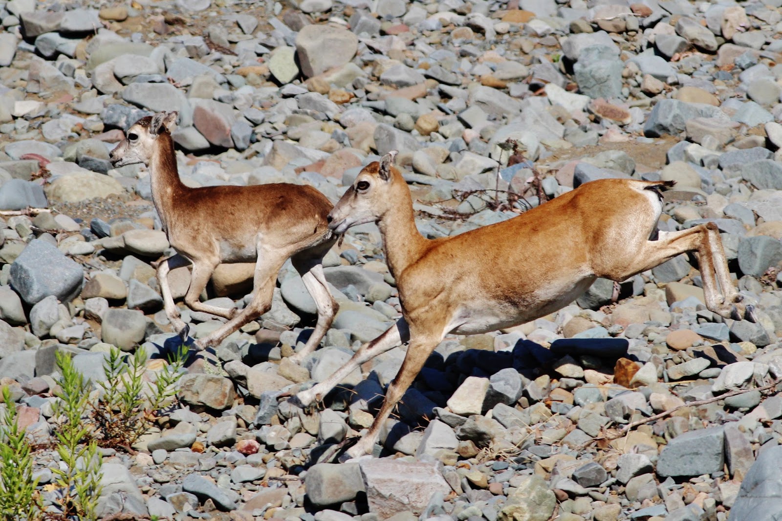 Mammals of Cyprus - Τα θηλαστικά της Κύπρου by George Konstantinou ...