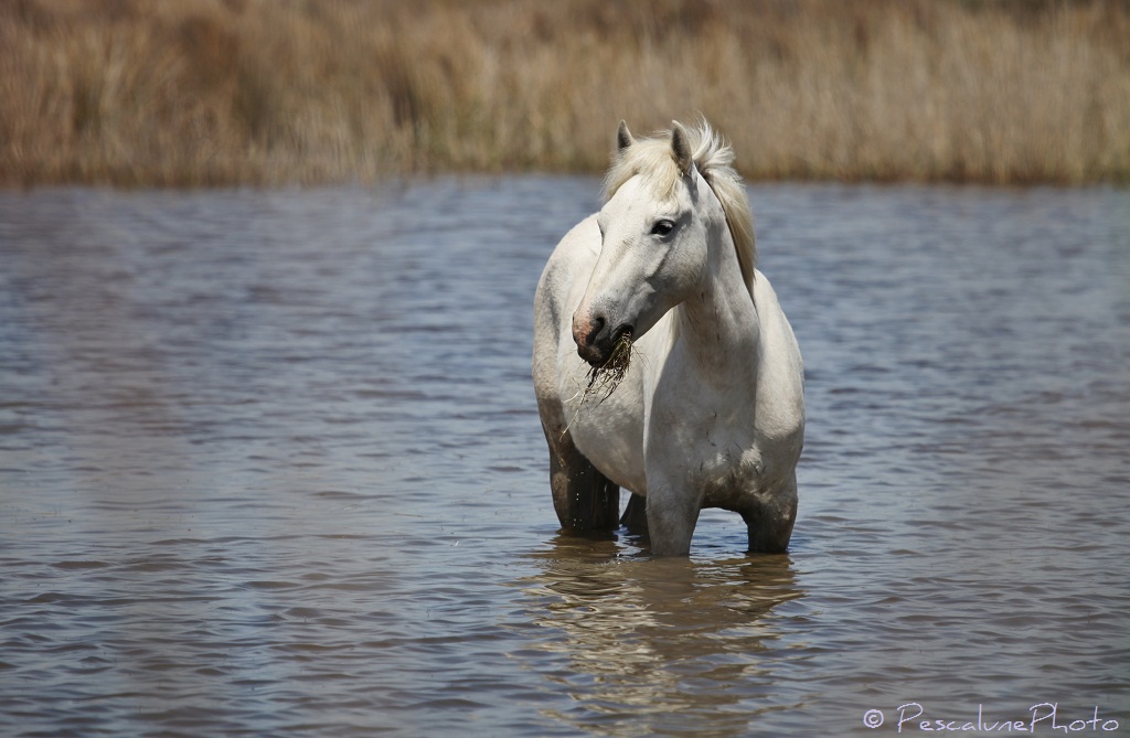 Pescalune Photo: Chevaux Camargue / Camargue horses