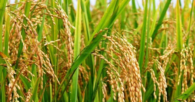 Klasifikasi dan Pembahasan Tentang Padi (Oryza Sativa)