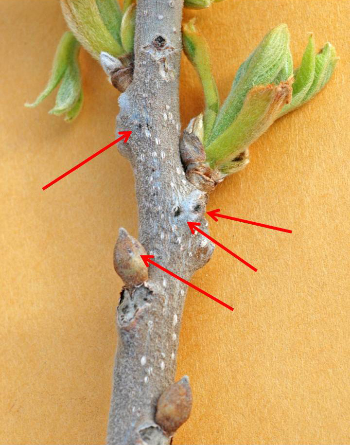 Northern Pecans: Where does pecan scab overwinter?