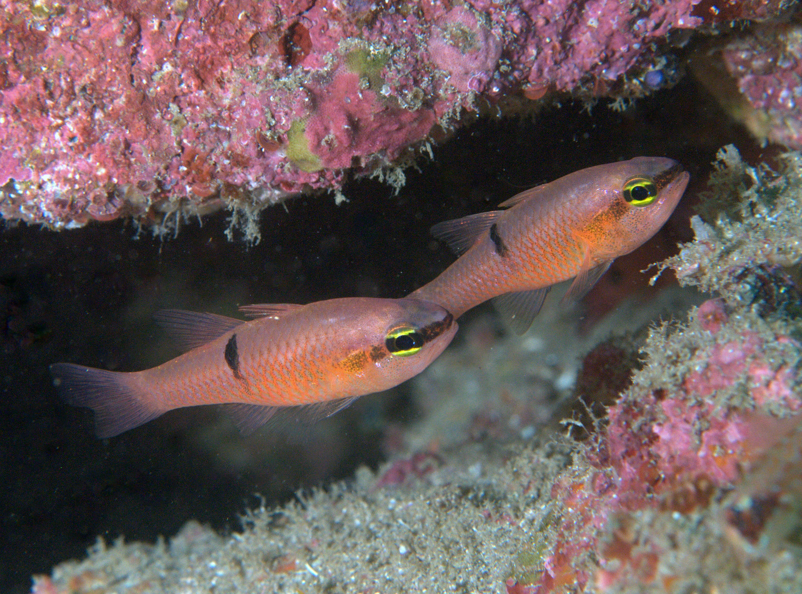 The Best of Underpressure Photography: Frostfin Cardinalfish- Anilao ...