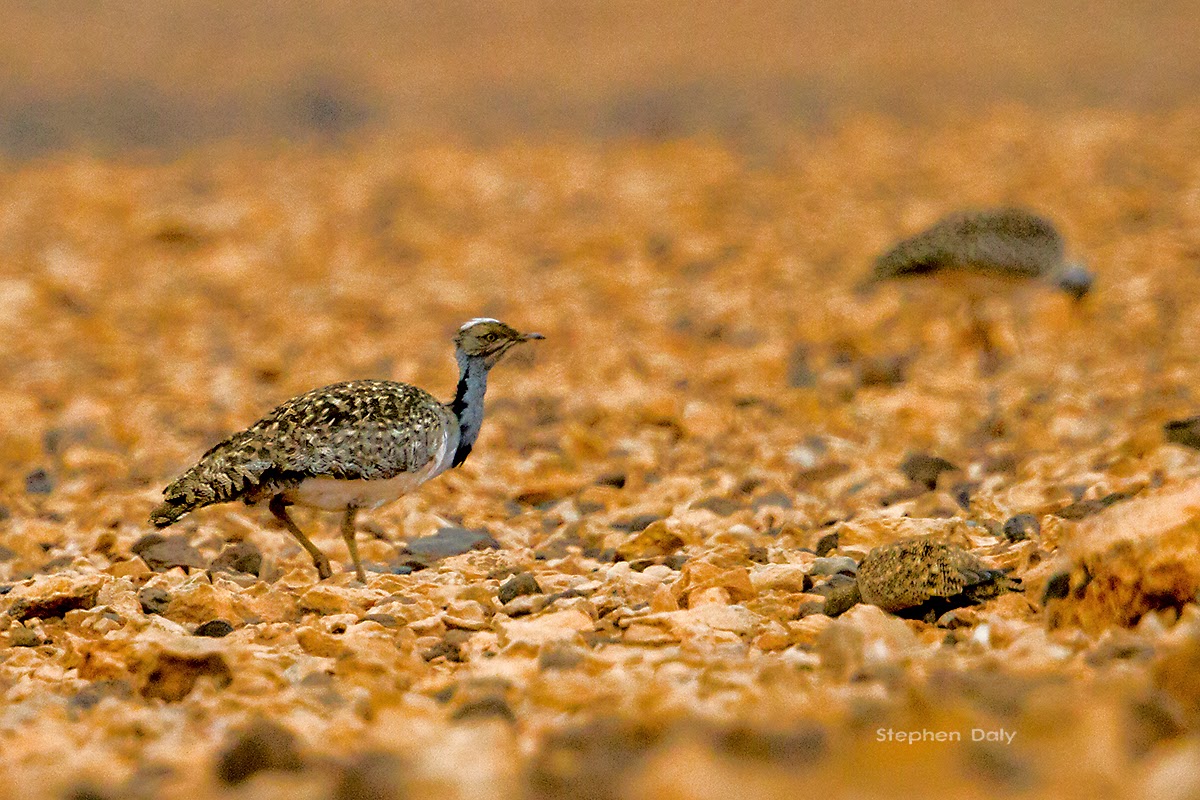 Houbara Bustards | Focusing on Wildlife