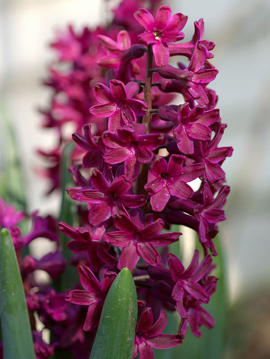 The Best Fragrant Spring Flowering Bulbs | Photography Buzz