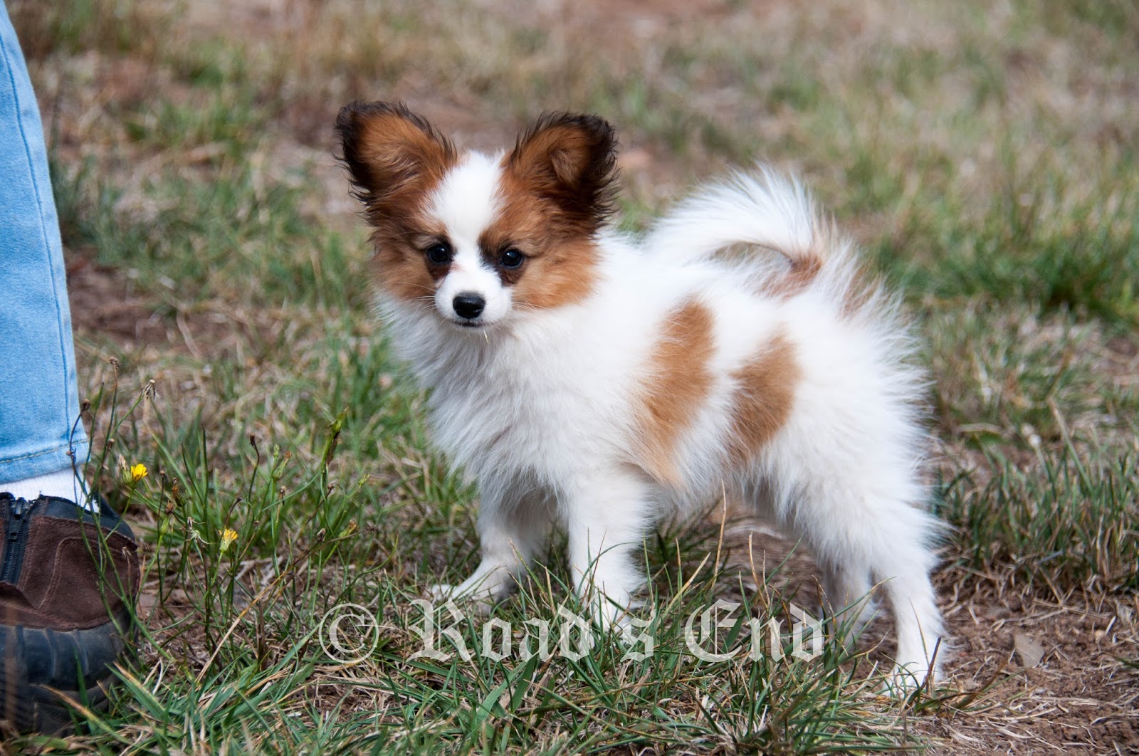 Road's End Papillons : 3.5 Months Old Papillon Puppy