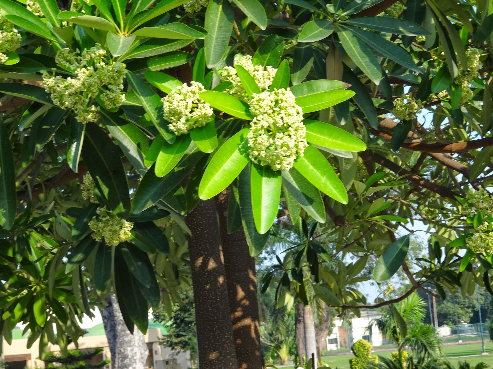 Plants of Lahore - Pakistan